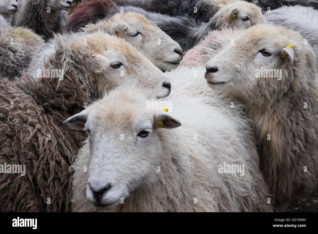 Beautiful sheep farmyard hi-res stock photography and images - Alamy