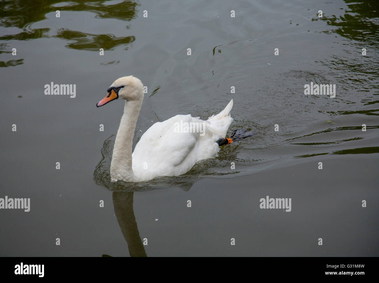 Swan full view hi-res stock photography and images - Alamy