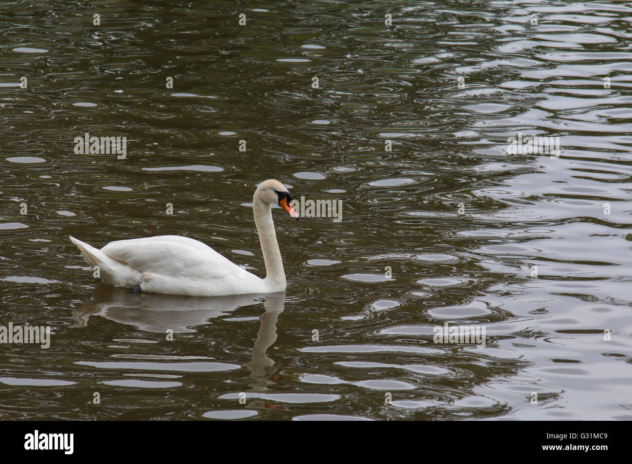 Swan full view hi-res stock photography and images - Alamy