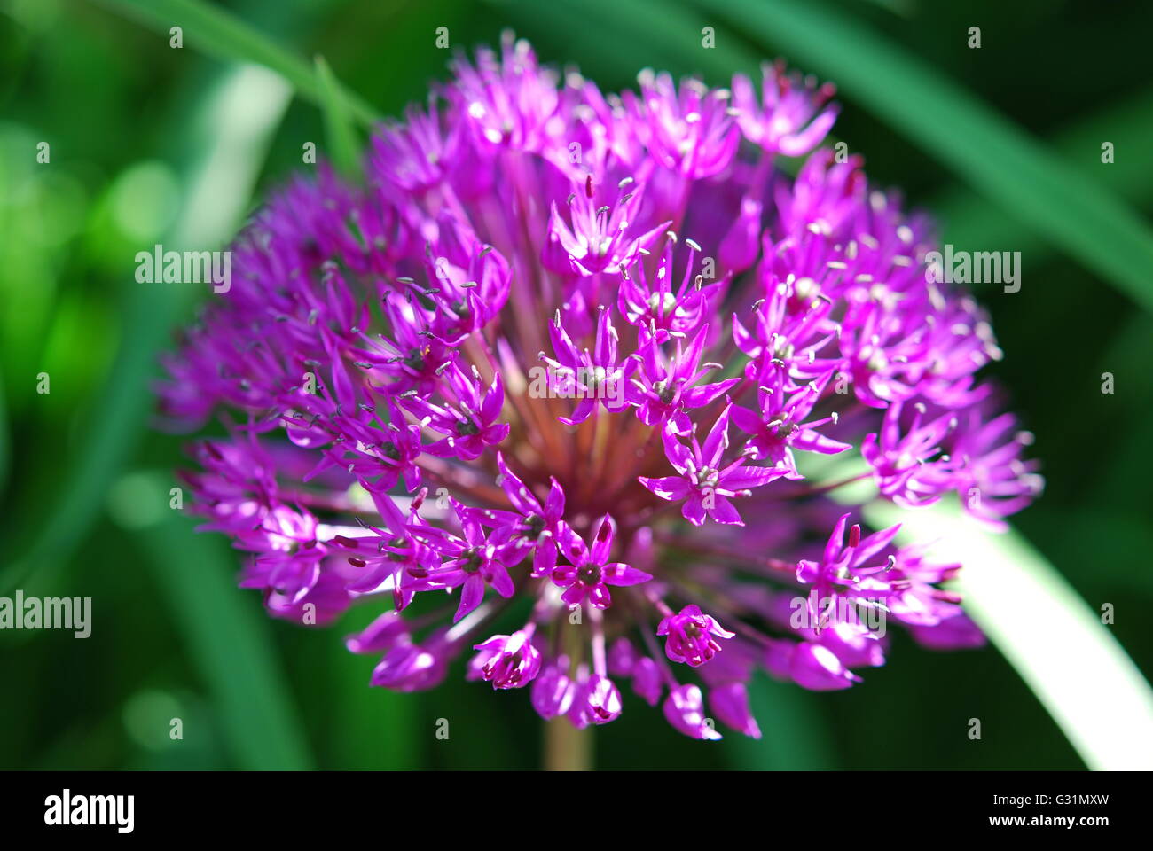 Giant allium flower hi-res stock photography and images - Alamy