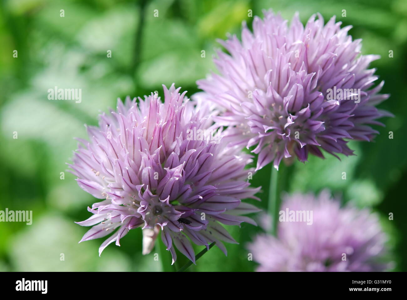 Chive flower in purple Stock Photo - Alamy
