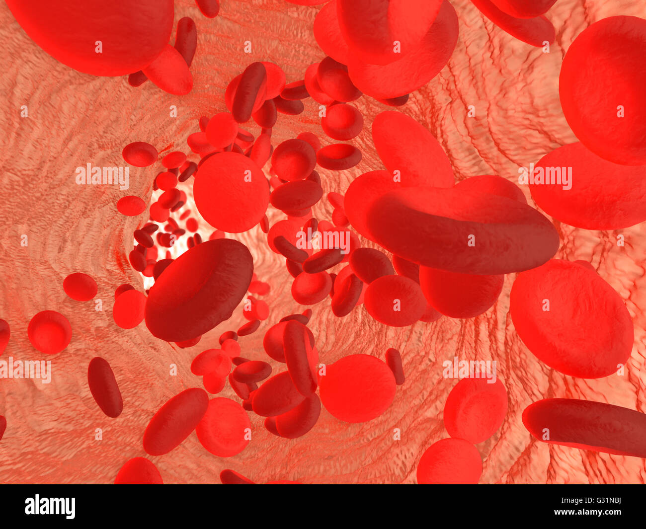 Red blood cells erythrocytes in interior of arterial or capillary blood ...