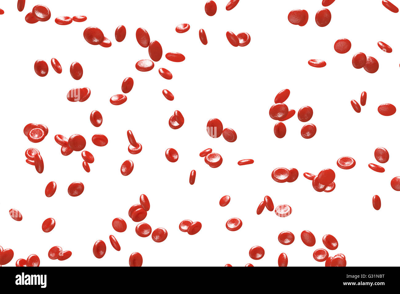 Red blood cells erythrocytes in interior of arterial or capillary blood ...