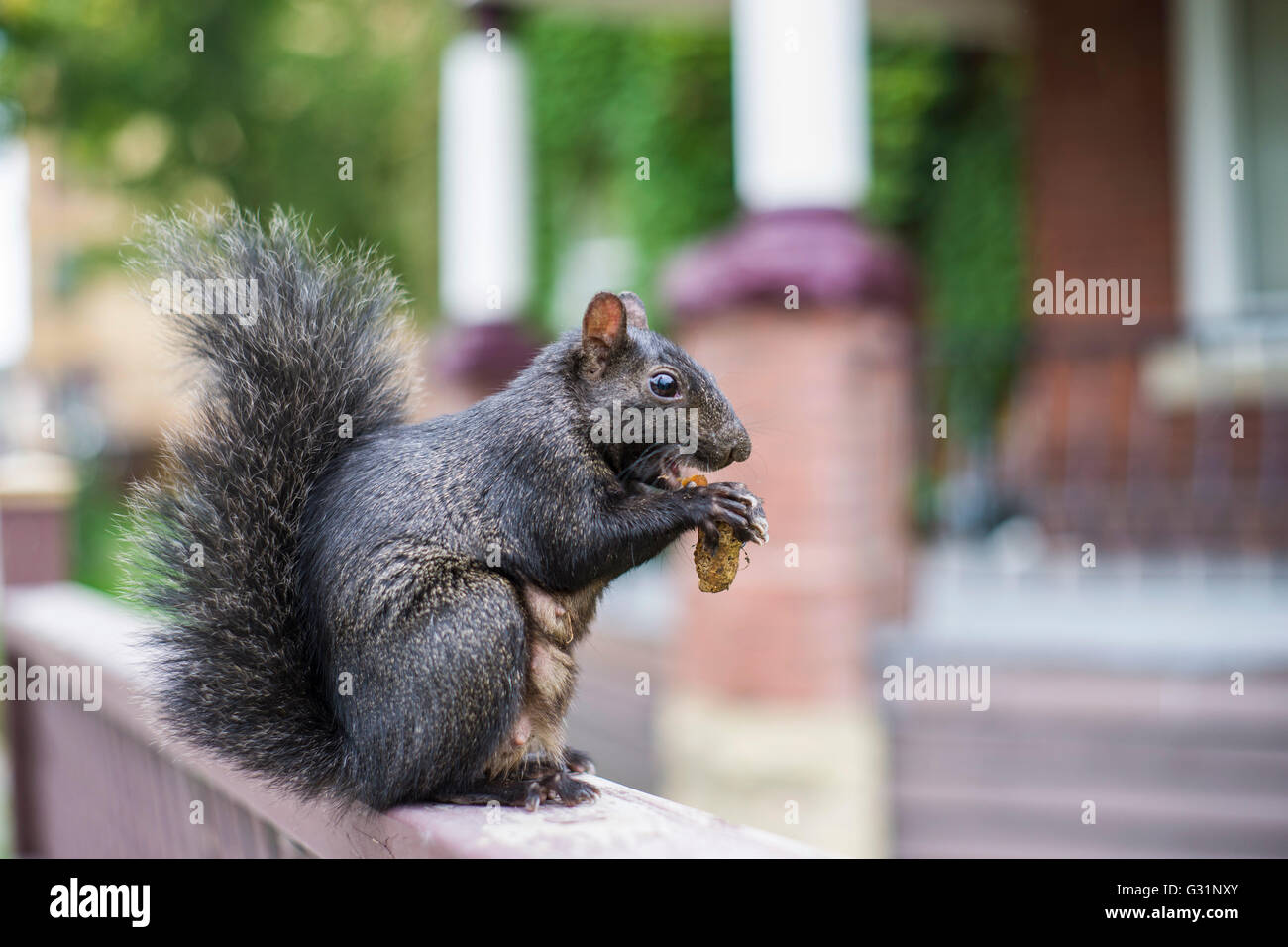 Gray squirrel teeth hi-res stock photography and images - Alamy