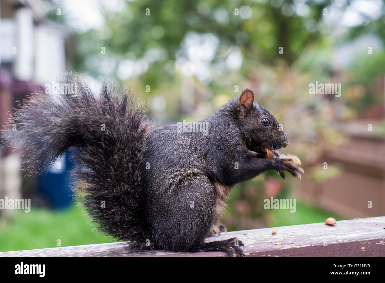 Gray squirrel teeth hi-res stock photography and images - Alamy