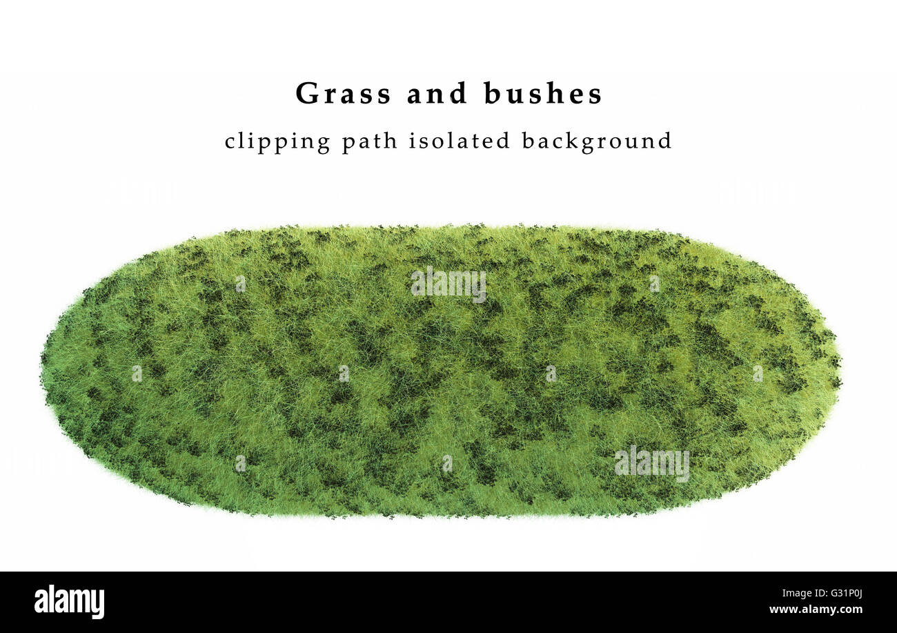 Dry grass and bushes isolated on white background include clipping path ...