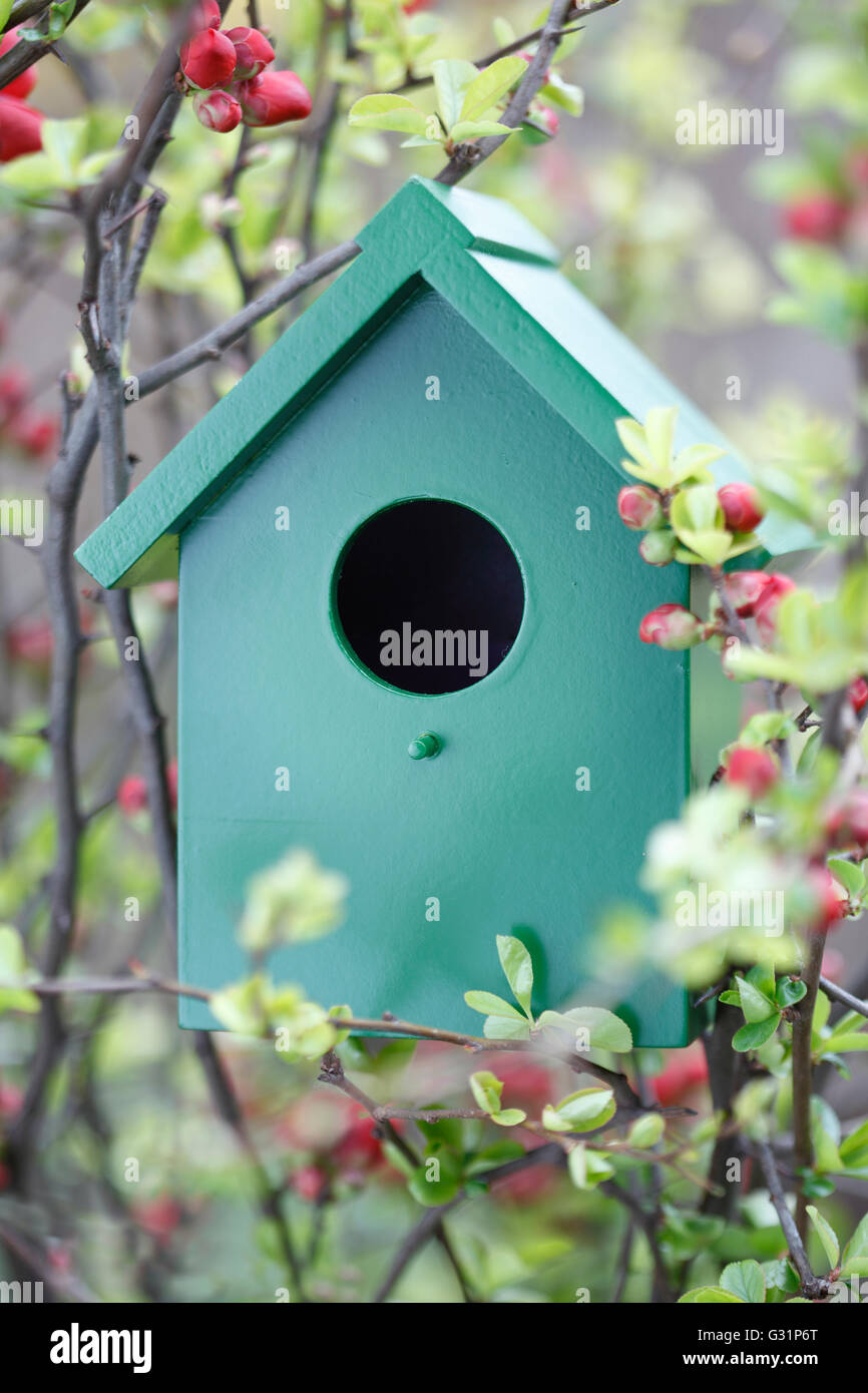 Birdhouse with spring flowers Stock Photo - Alamy