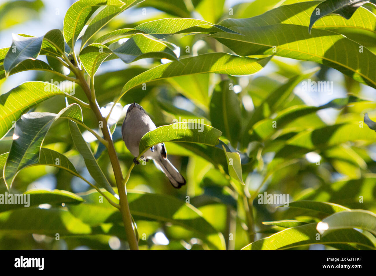 Asuncion, Paraguay. 5th Jun, 2016. Sayaca tanager (Thraupis sayaca ...