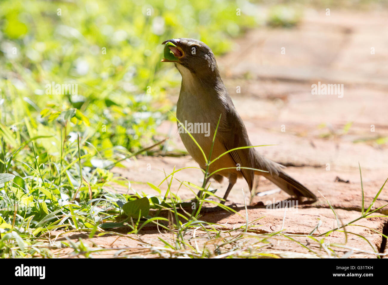 Asuncion, Paraguay. 5th Jun, 2016. Greyish saltator (Saltator ...