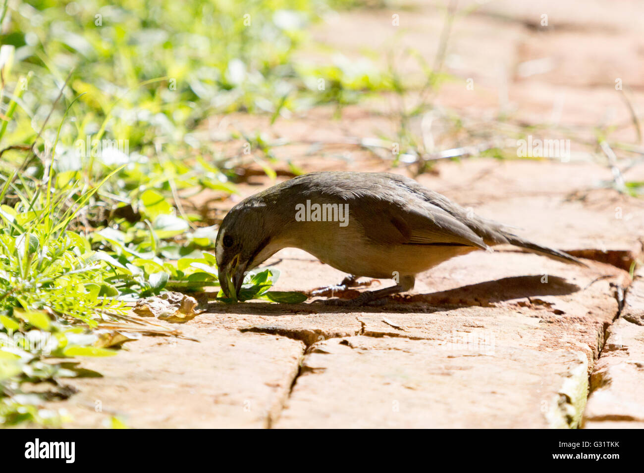 Asuncion, Paraguay. 5th Jun, 2016. Greyish saltator (Saltator ...
