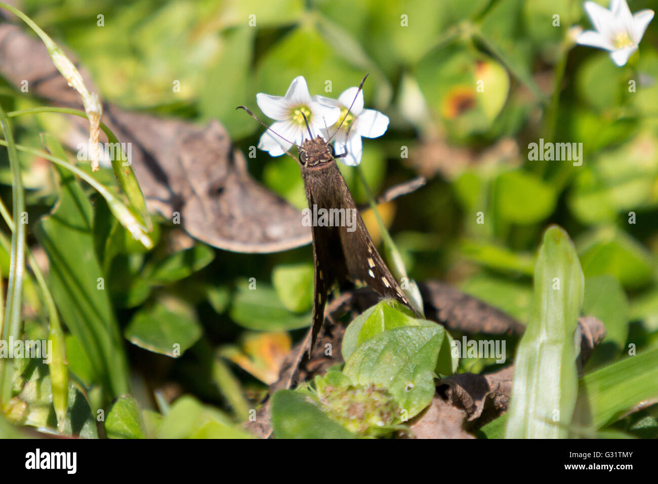 Asuncion, Paraguay. 5th Jun, Lilac-banded longtail or Dorantes longtail ...