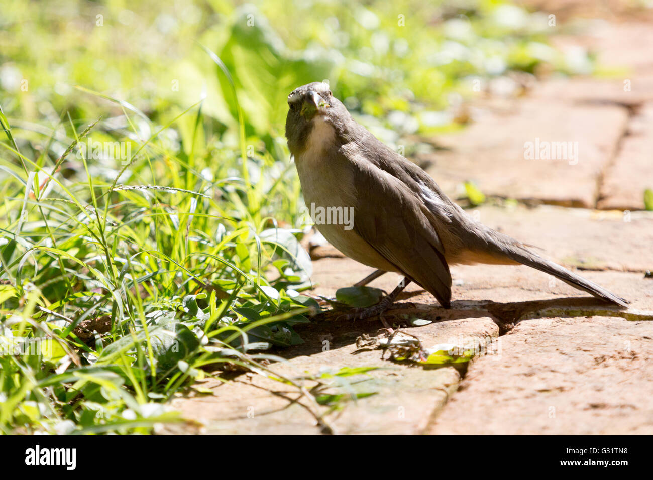 Asuncion, Paraguay. 5th Jun, 2016. Greyish saltator (Saltator ...
