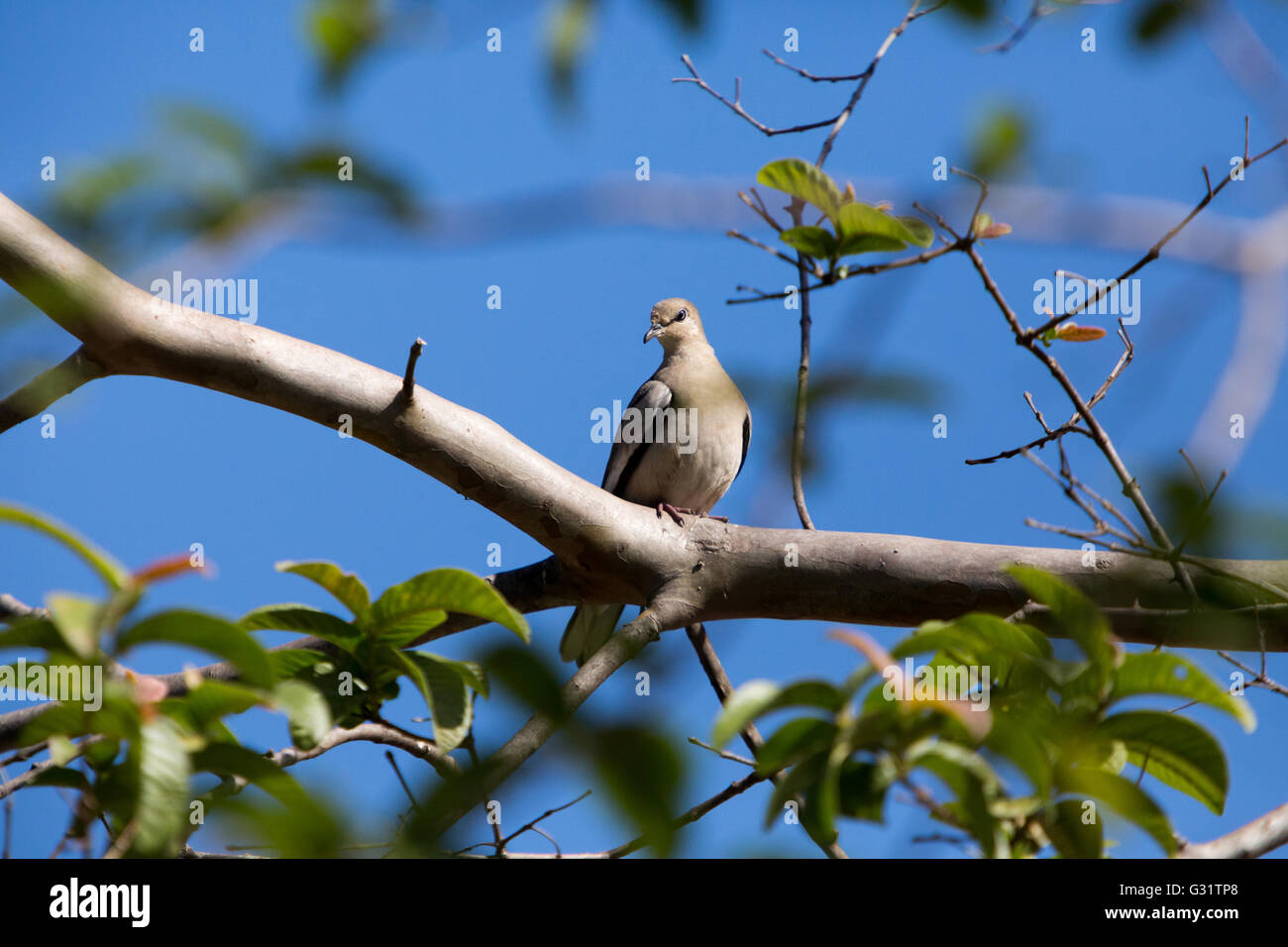 Asuncion, Paraguay. 5th Jun, 2016. Picui ground dove (Columbina picui ...