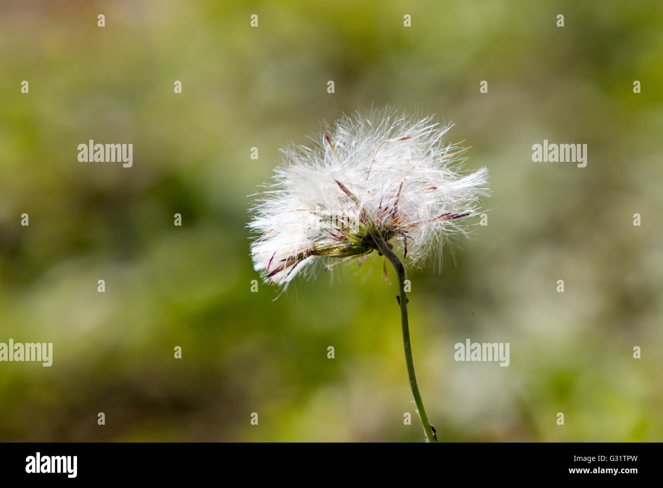 Asuncion, Paraguay. 5th Jun, 2016. Chaptalia nutans flower, is seen ...