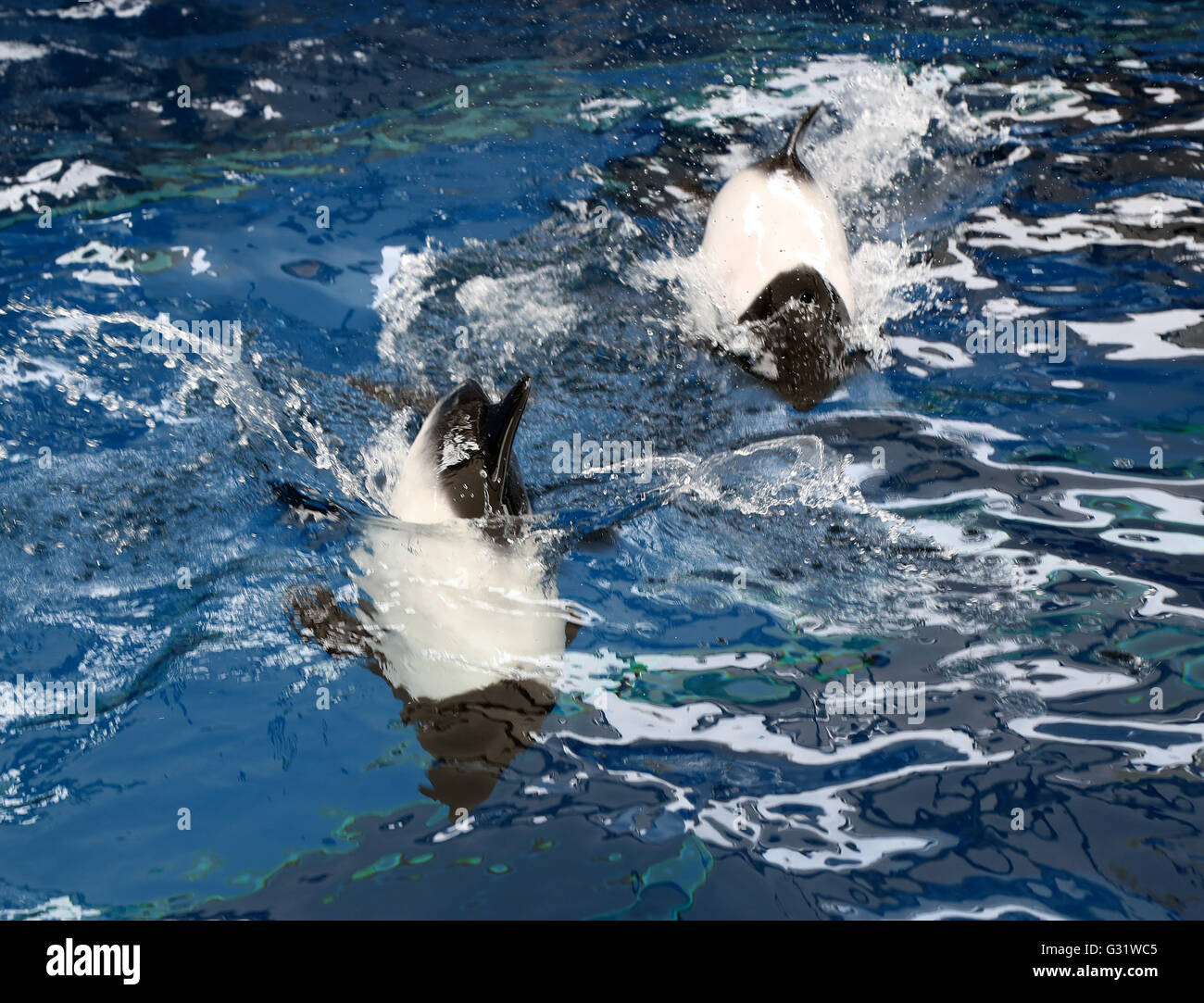 Yokohama, Japan. 6th June, 2016. Male and female Commerson's piebald ...
