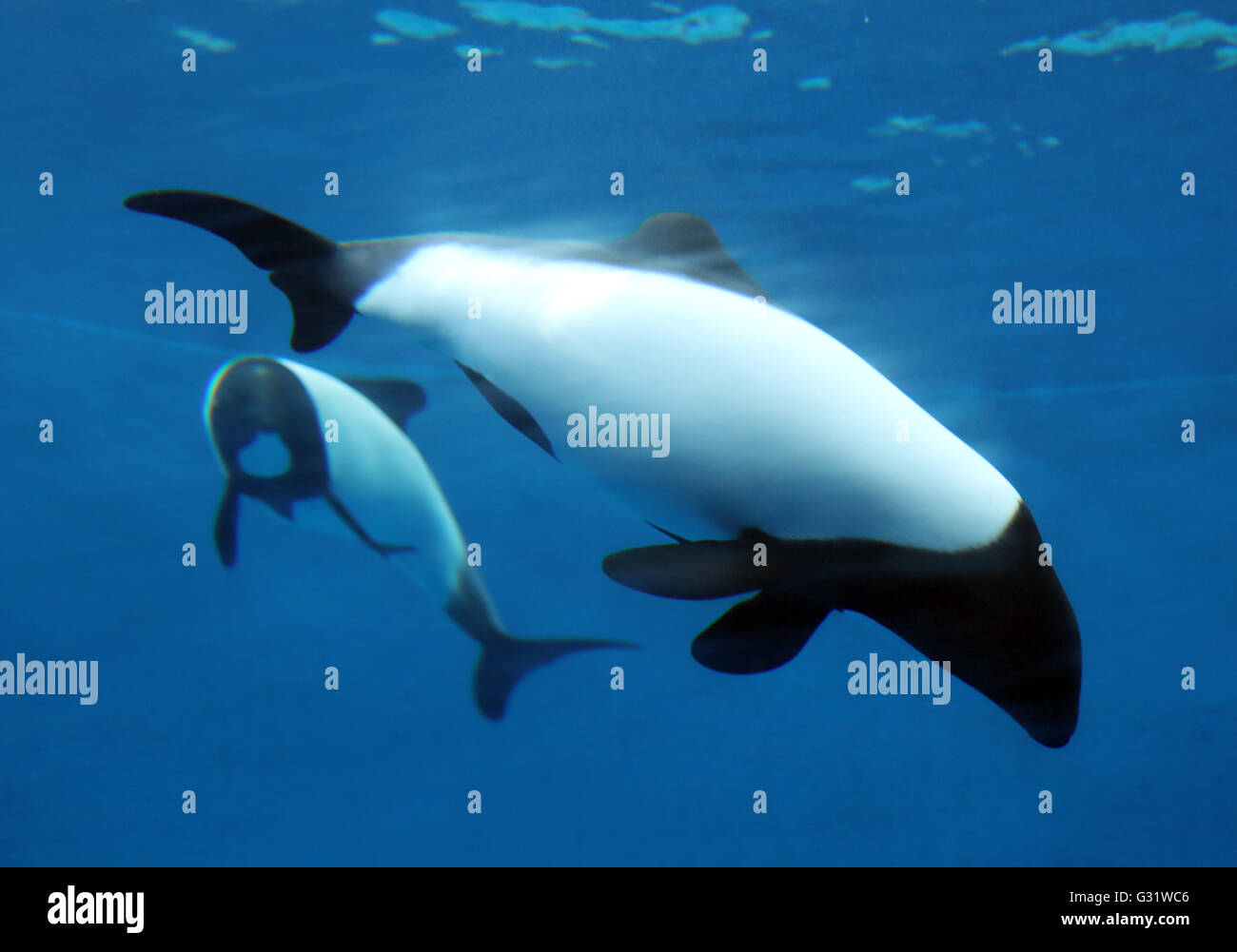 Piebald dolphins hi-res stock photography and images - Alamy