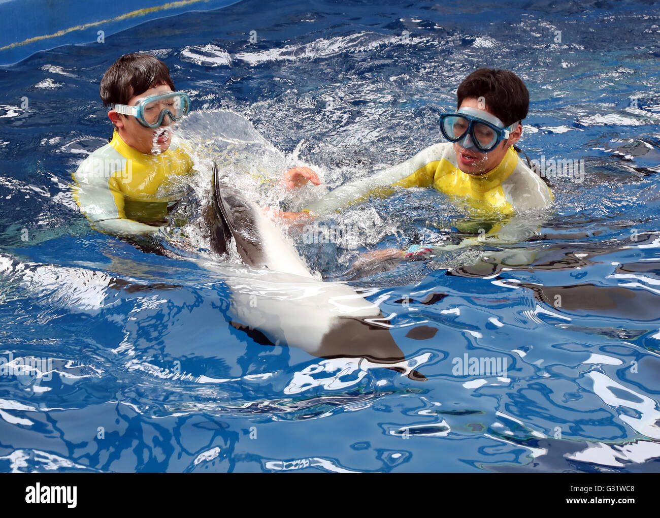 Commerson's dolphins hi-res stock photography and images - Alamy