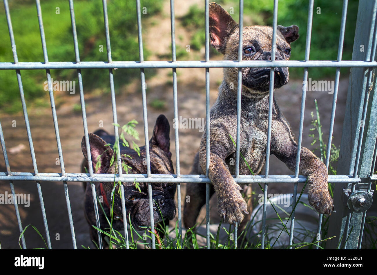 Dorf Mecklenburg, Germany. 03rd June, 2016. French bulldogs seen in a ...