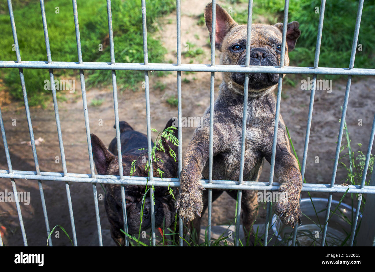 Dorf Mecklenburg, Germany. 03rd June, 2016. French bulldogs seen in a ...