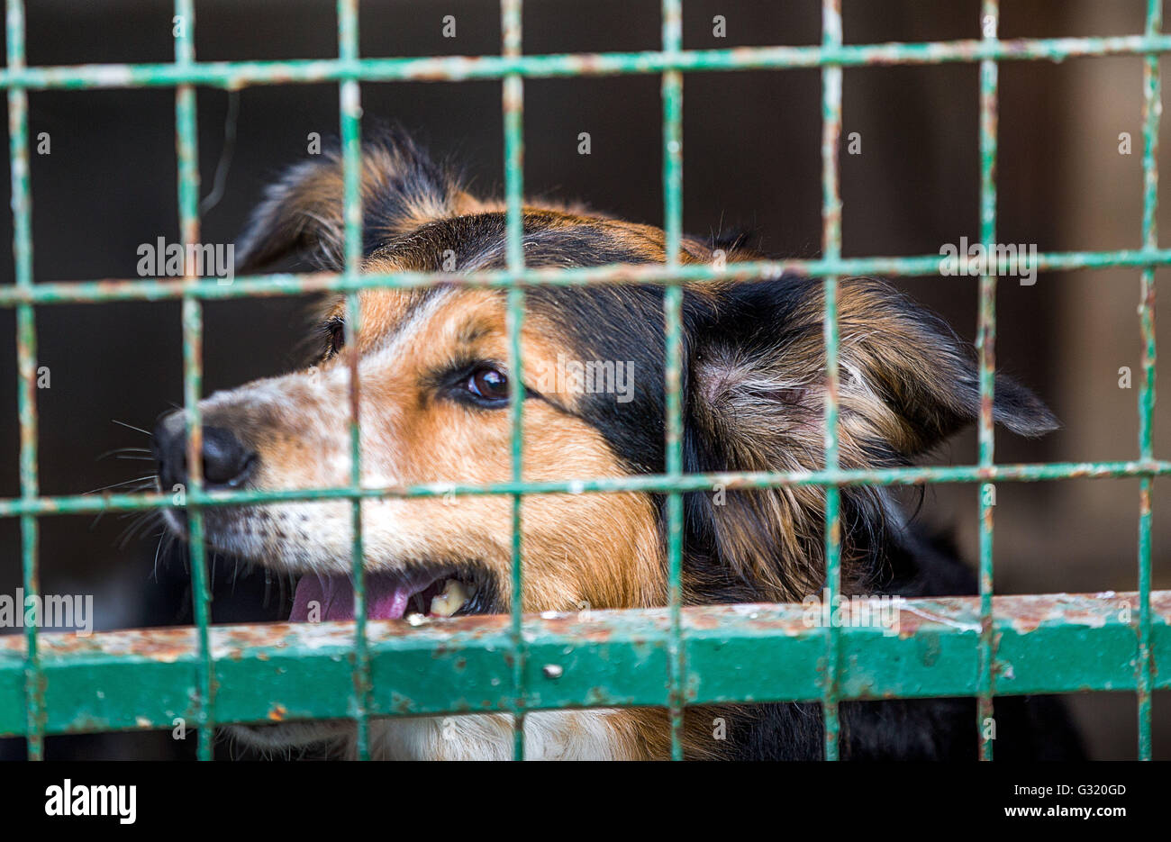 Dorf Mecklenburg, Germany. 03rd June, 2016. A dog seen in a kennel of ...