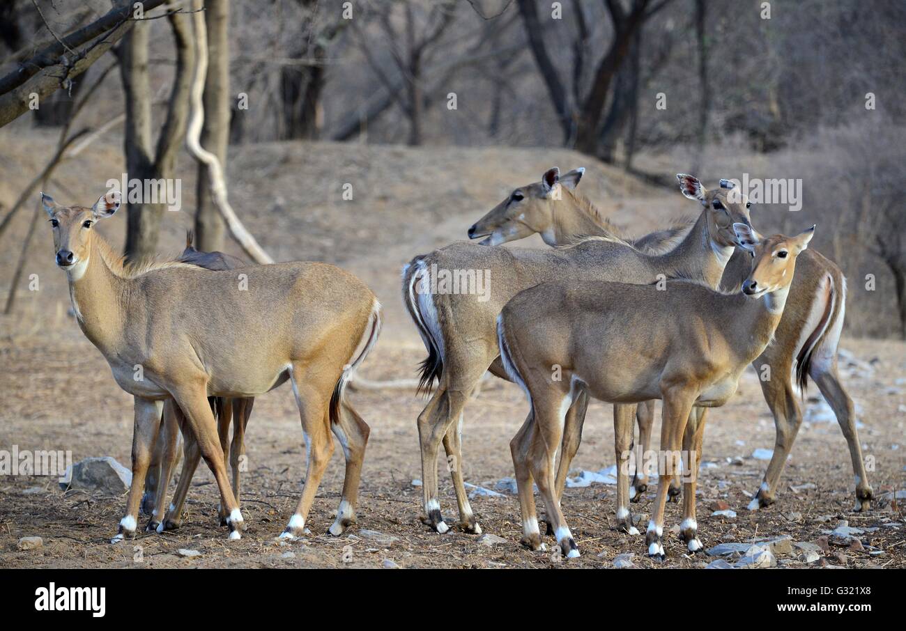 Female blue bull in forest hi-res stock photography and images - Alamy