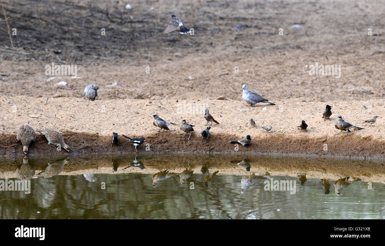 Jaipur, India. 06th June, 2016. Various types of birds quenches their ...