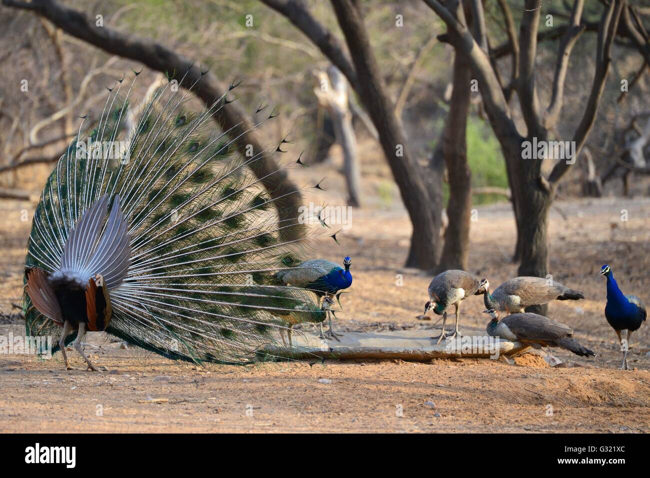 Jaipur, India. 06th June, 2016. A peacock dance at Jhalana Nature Park ...