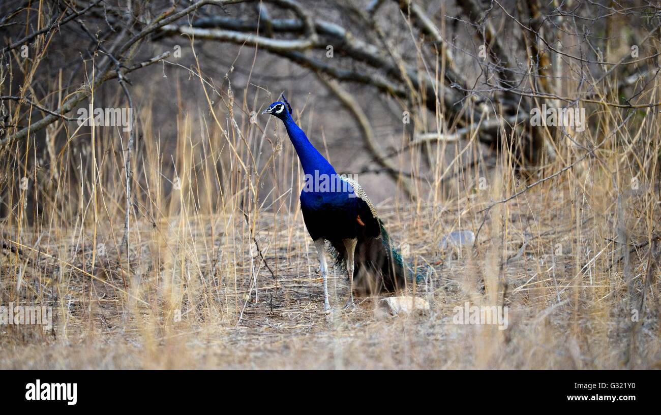 Peacock monitor hi-res stock photography and images - Alamy