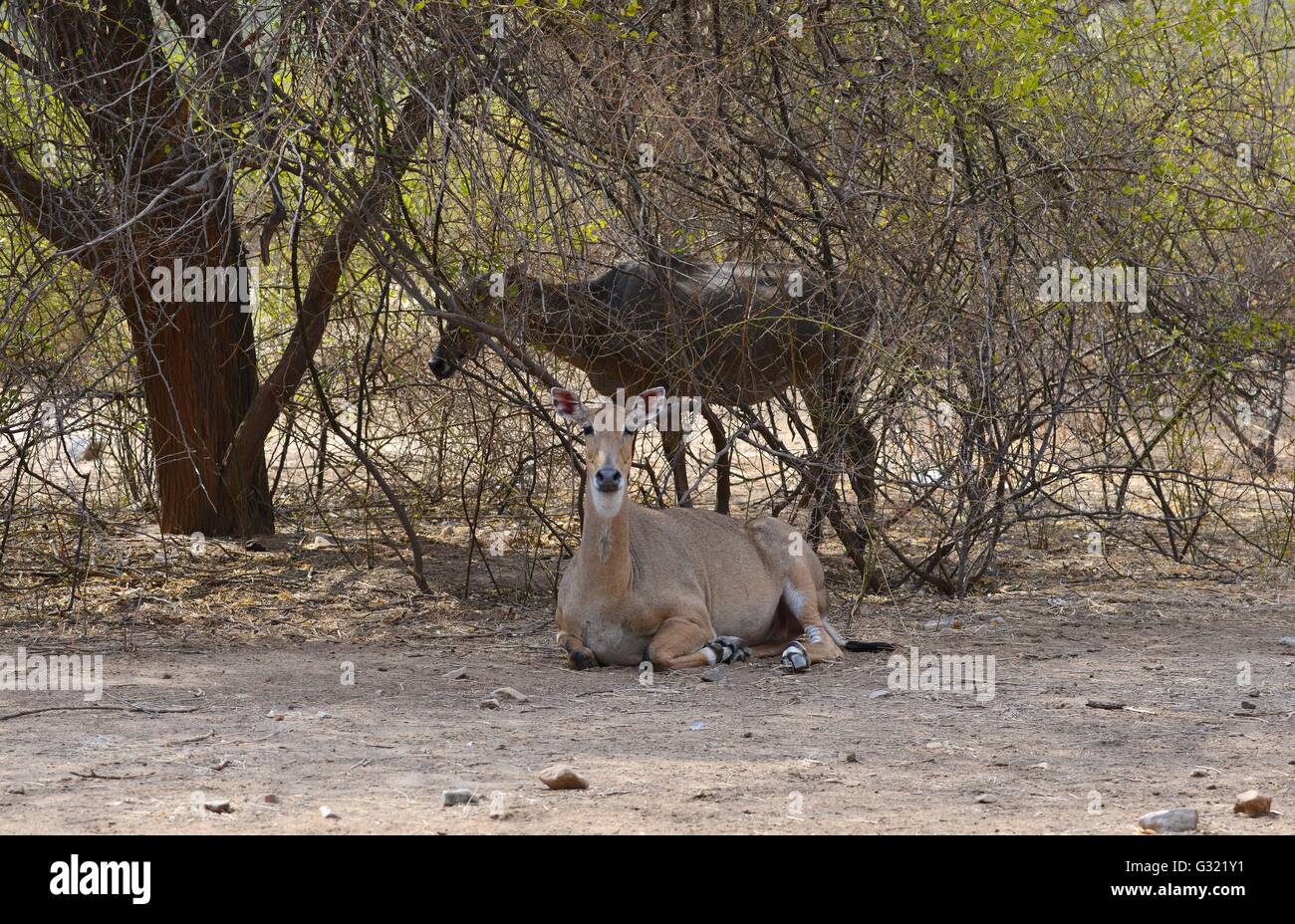 Bull lizard hi-res stock photography and images - Alamy