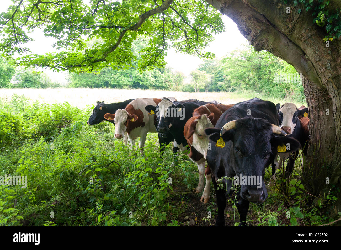 Cattle under tree hi-res stock photography and images - Alamy