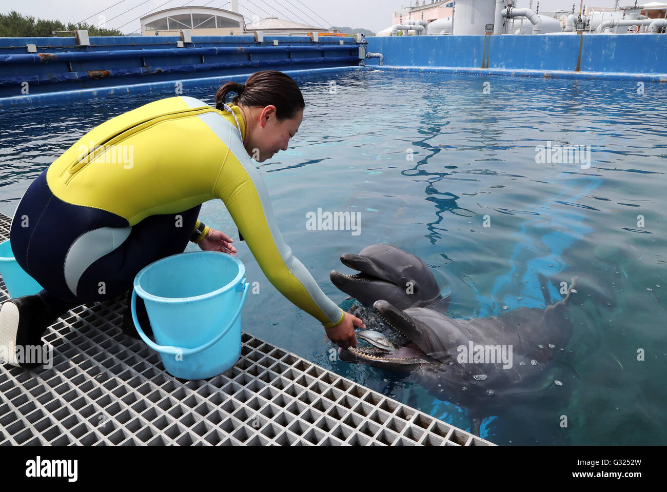 Yokohama, Japan. 6th June, 2016. A dolphin trainer feeds to a mother ...