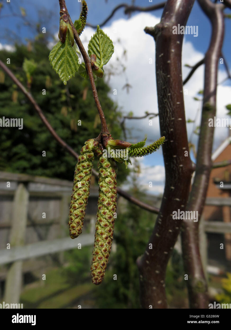 Male and female catkins of immature twisted silver birch (Betula ...