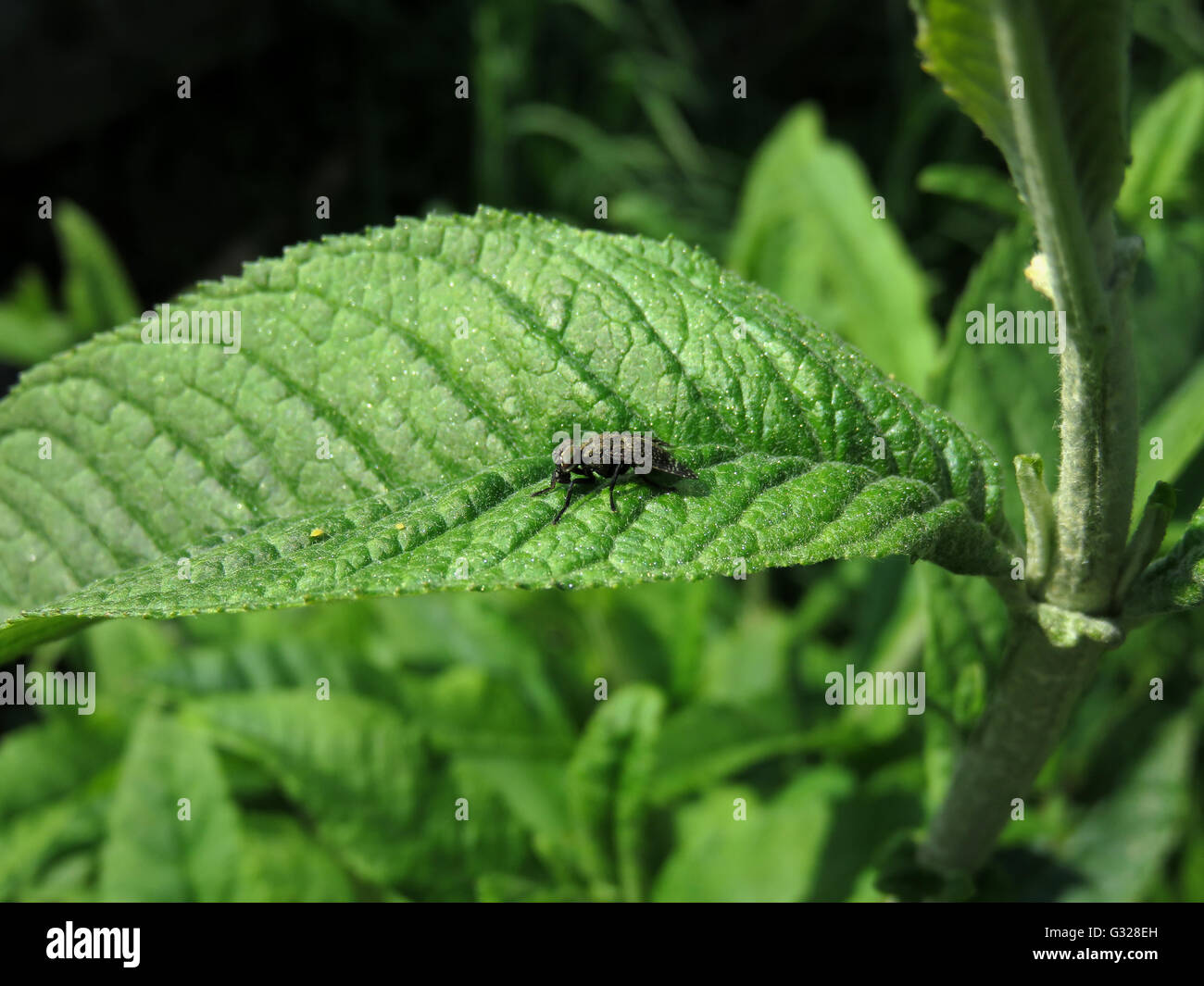 Side view of platystomatid (Platystoma seminationis) on a buddleia leaf ...