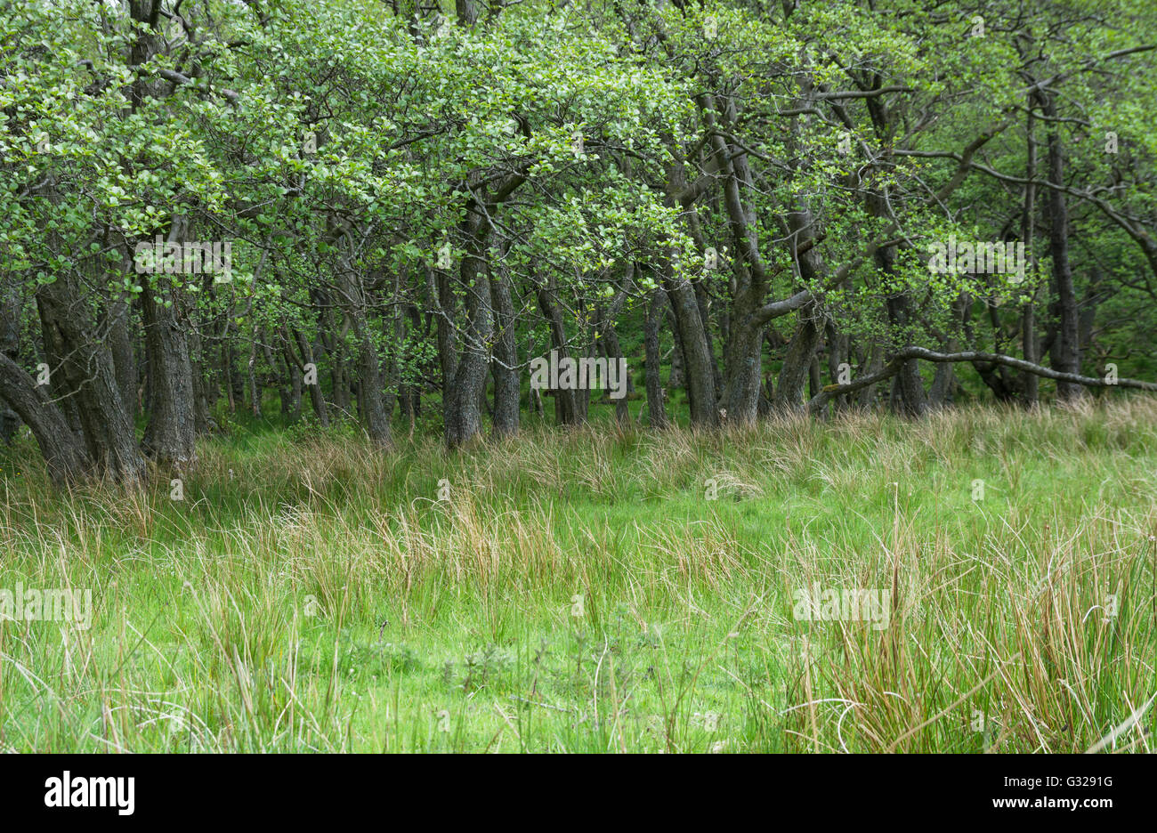 Alder tree woods Stock Photo - Alamy