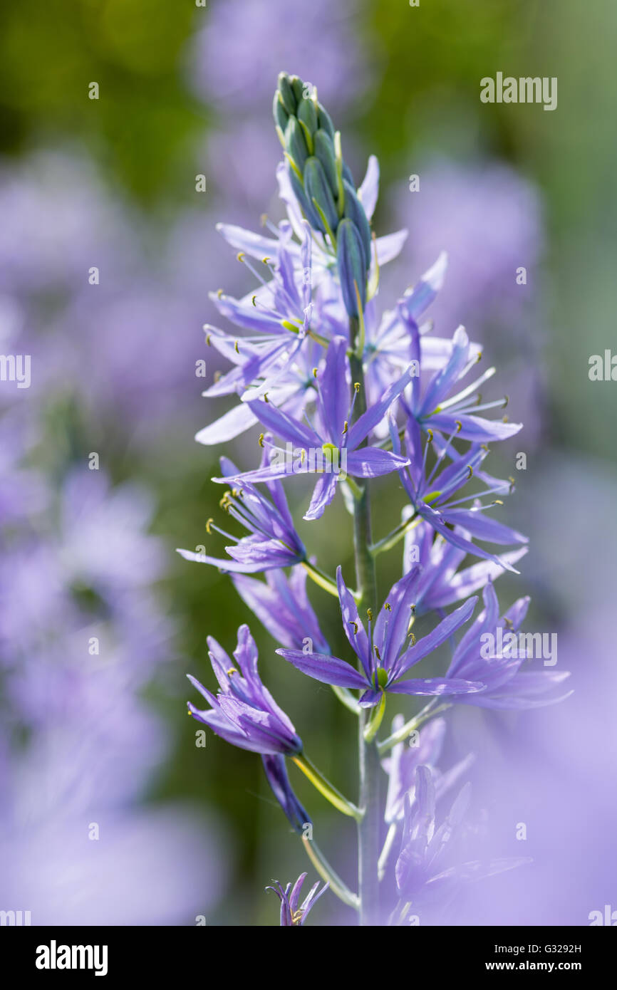 Camassia quamash hi-res stock photography and images - Alamy