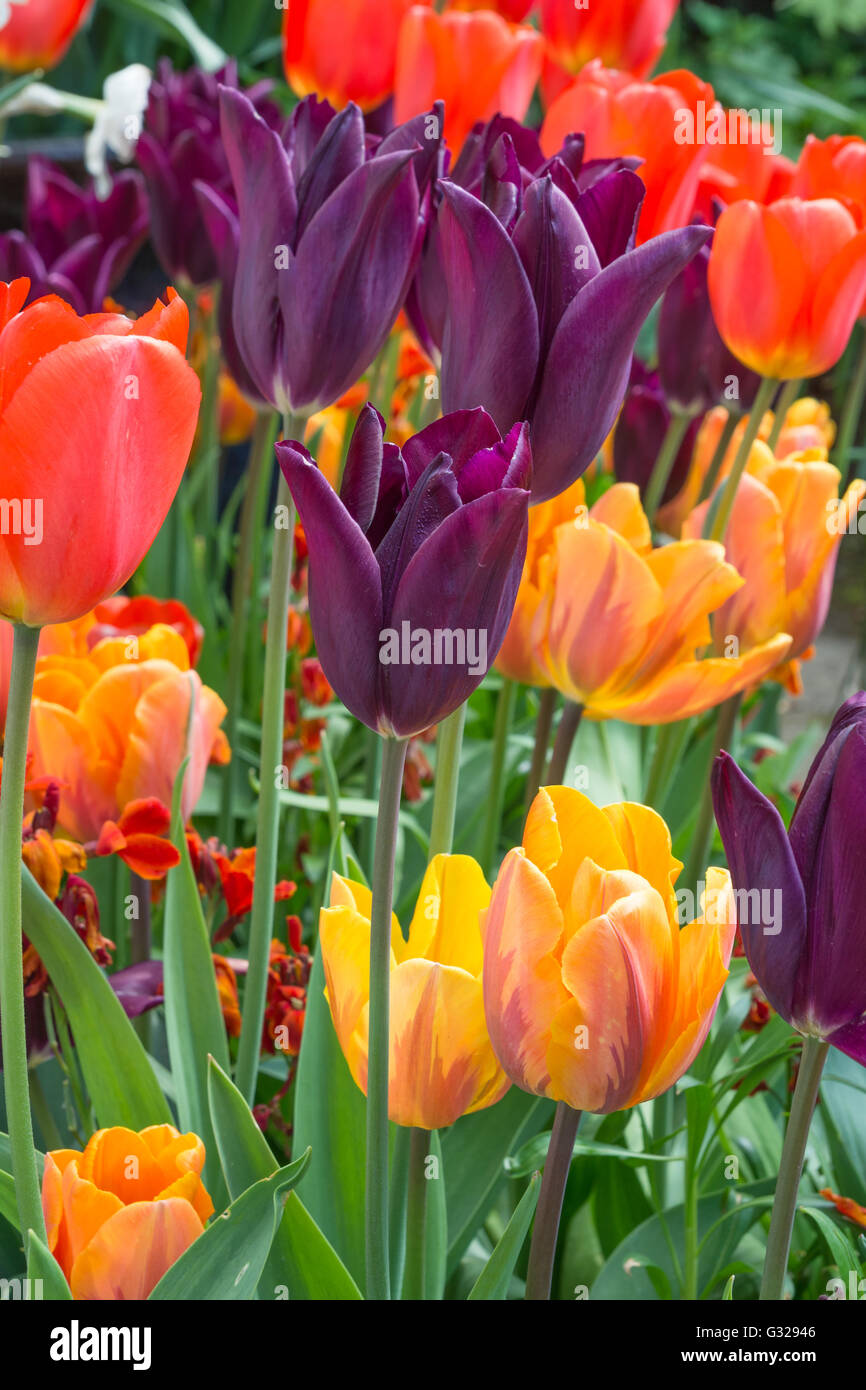 Mixed bulb flowers hi-res stock photography and images - Alamy