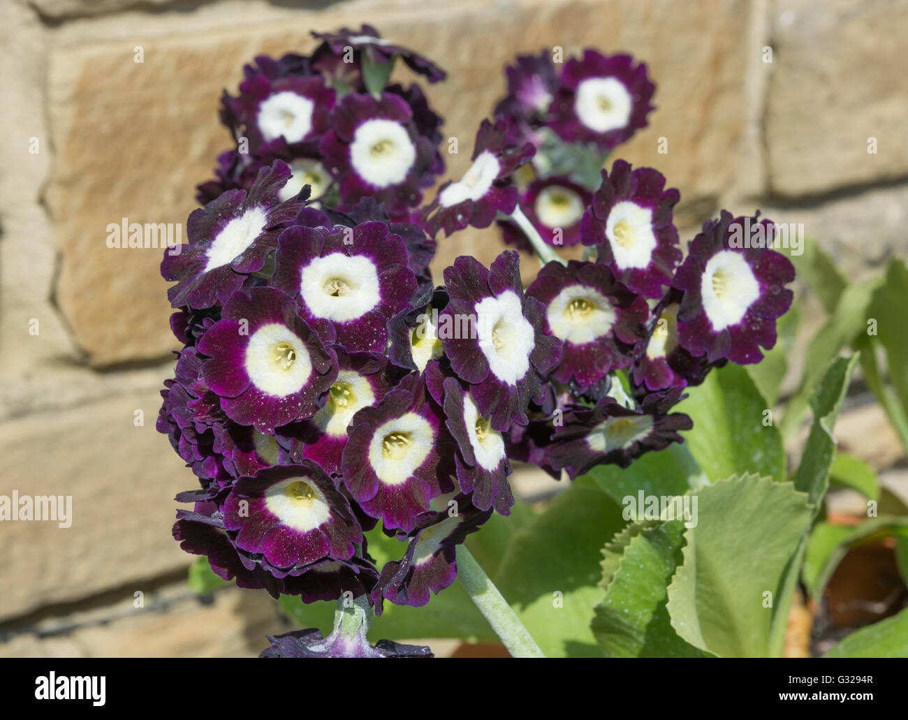 Purple primula auricula Stock Photo - Alamy