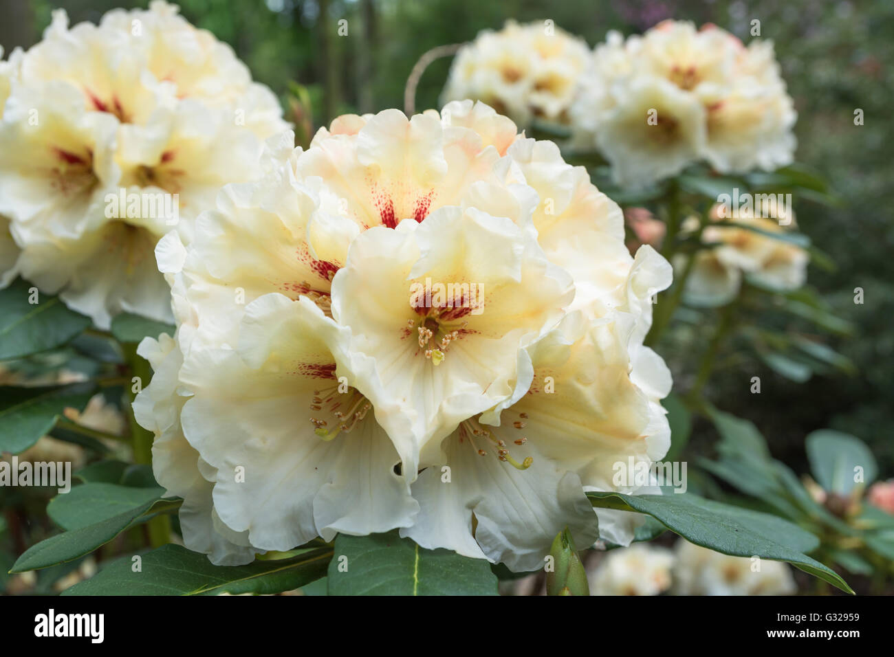 Rhododendron shrub hi-res stock photography and images - Alamy