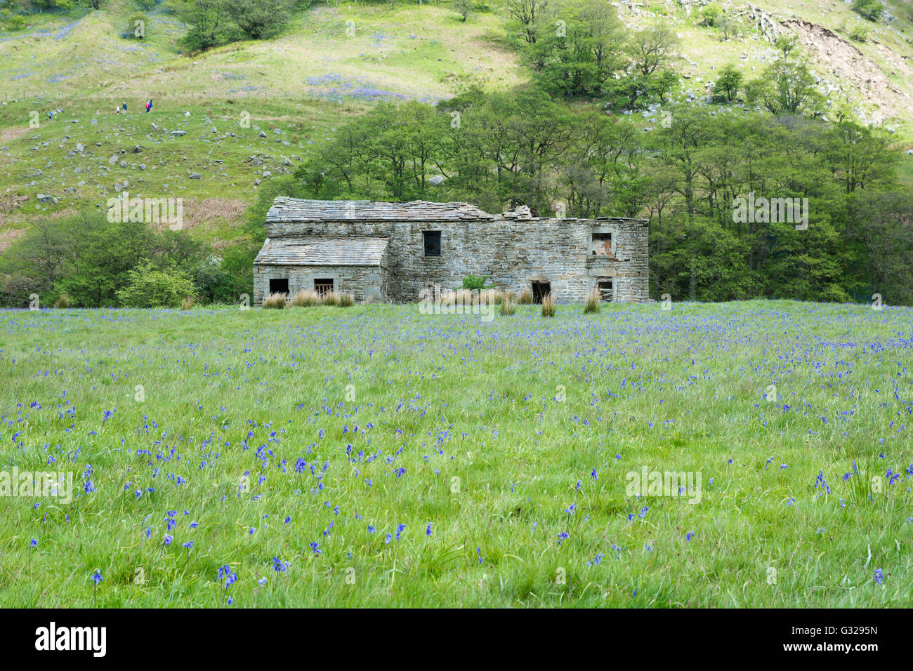 Swaledale barn and bluebells Stock Photo - Alamy