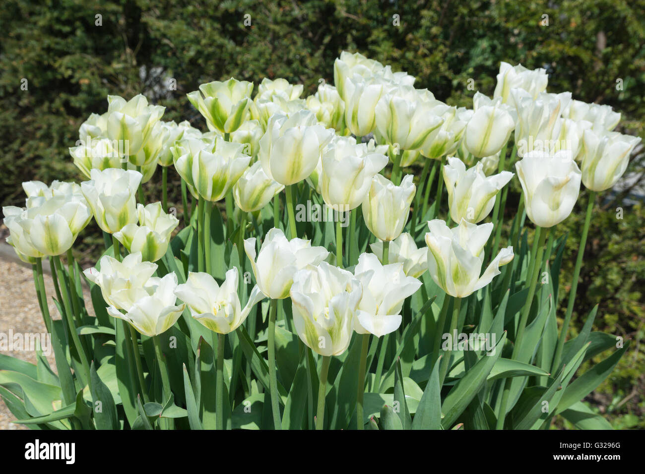 Spring tulip bloom hi-res stock photography and images - Alamy