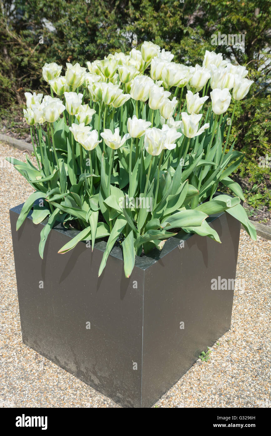 Spring bulb planter hi-res stock photography and images - Alamy