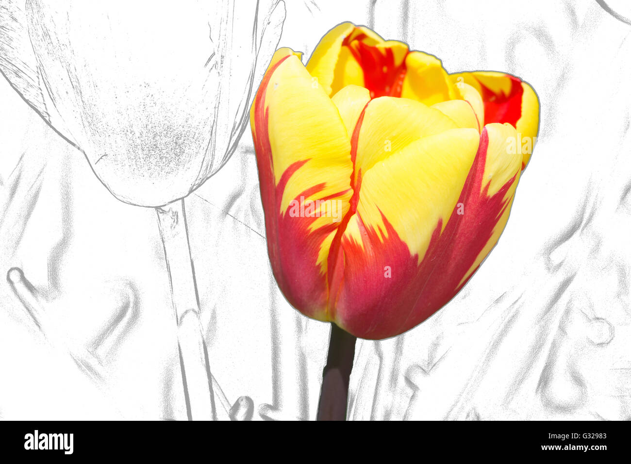 Red tulip drawing hi-res stock photography and images - Alamy