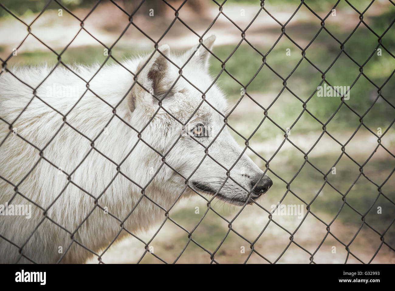 Wolf in cage hi-res stock photography and images - Alamy