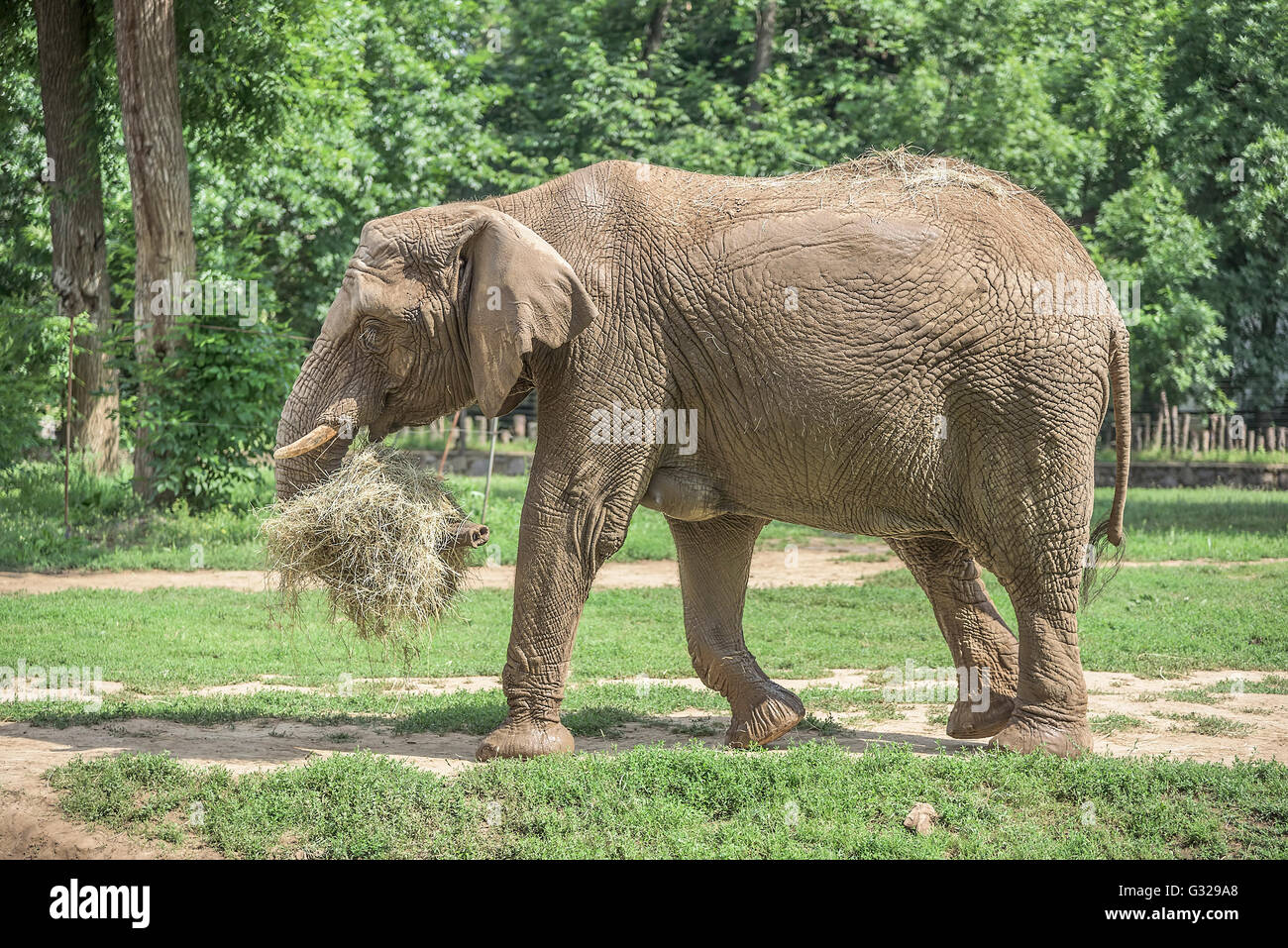 African elephant at the plantation hauling hay Stock Photo - Alamy
