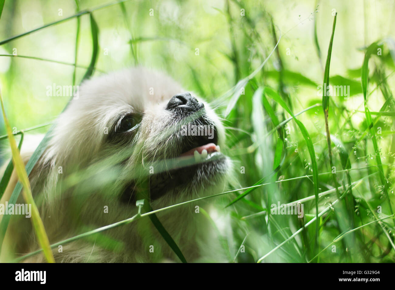 Funny pekingese dog smilingSAMSUNG CSC Stock Photo - Alamy