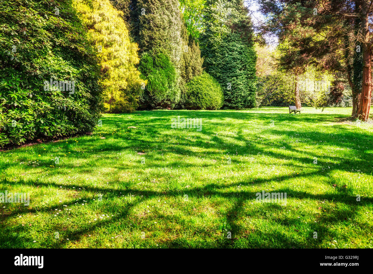 Spring park with green lawn, trees and tree shadow. Springtime ...