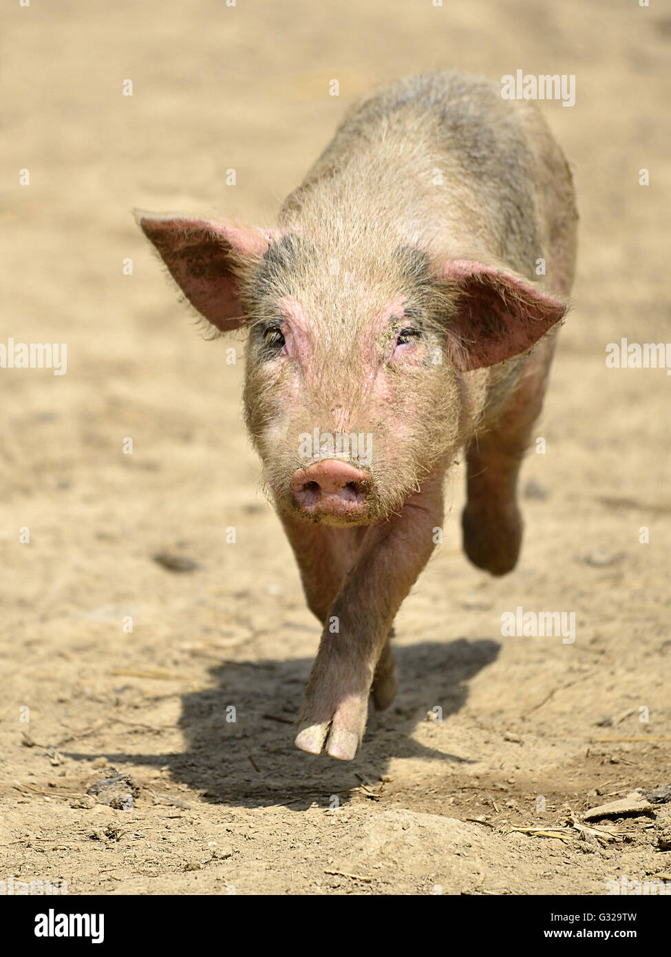 Pink piglet (Sus) running of front on the ground Stock Photo - Alamy