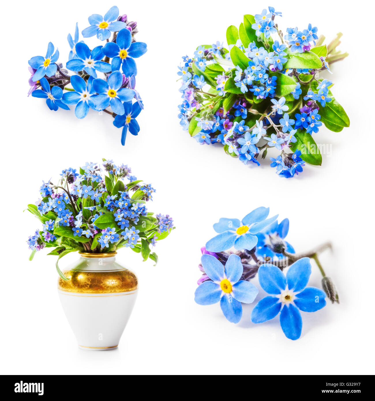 Forget me not flower collection isolated on white background. Spring ...