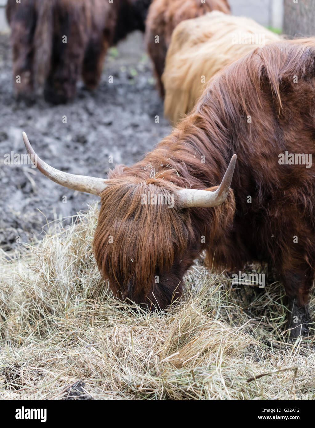 Bull eating hay hi-res stock photography and images - Alamy