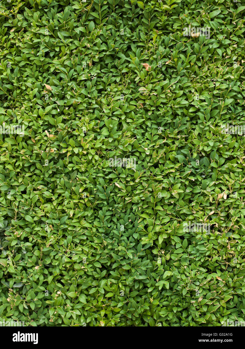 Green grass clover seamless texture Stock Photo - Alamy